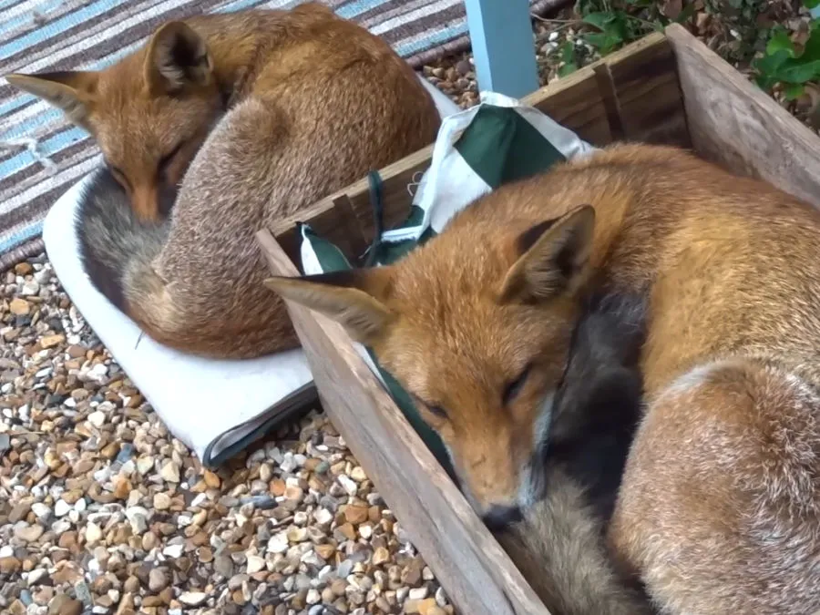 Foxed - West Sussex Wildlife Protection